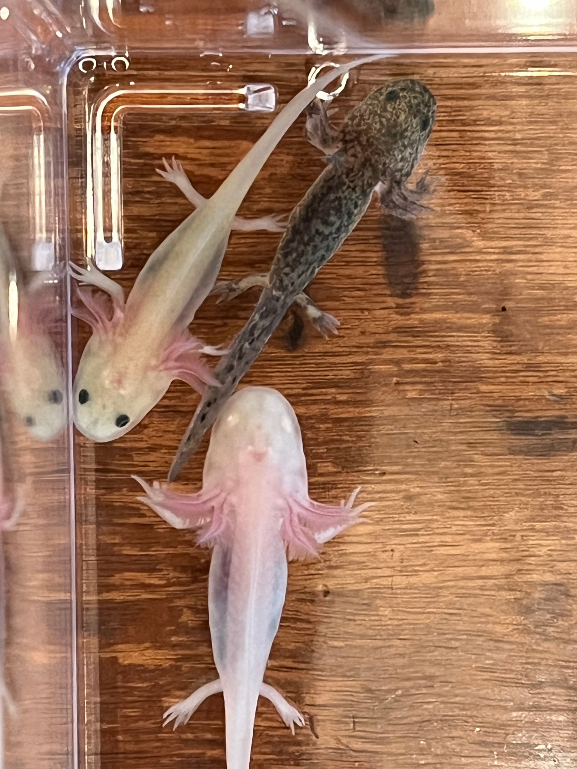 Buy Axolotls Online | Aqua-Lotl – Hand-Raised & Ethically Bred