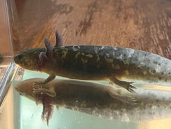 Mosaic Axolotl for Sale | Rare Pet Axolotls – Aqua-Lotl