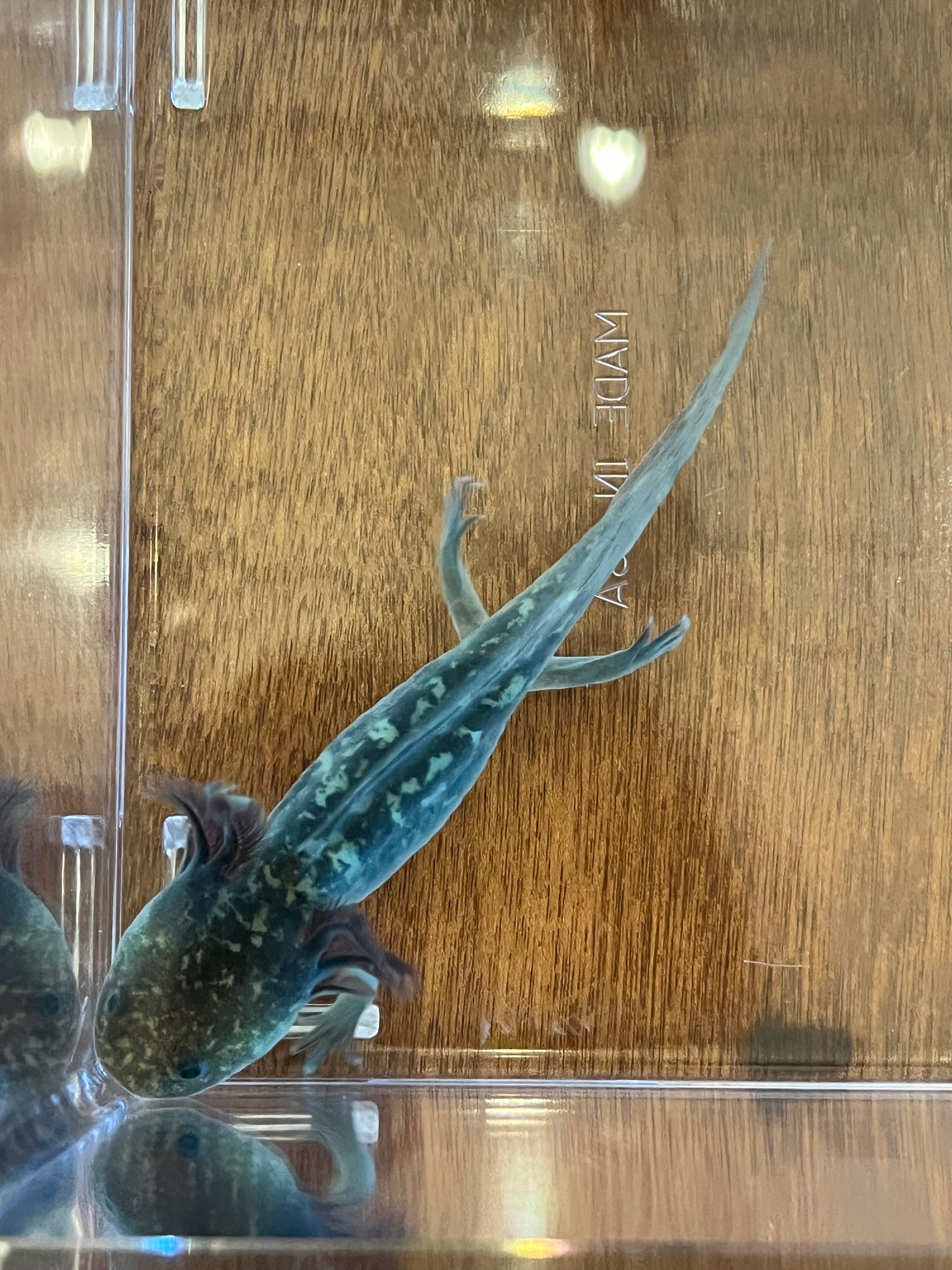 Mosaic Axolotl for Sale | Rare Pet Axolotls – Aqua-Lotl